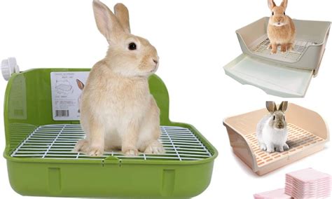 Rabbit Litter Box Top 3 Litter Boxes That Make House Training A Breeze