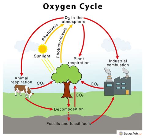 Oxygen Cycle With Diagram Definition Steps And Importance
