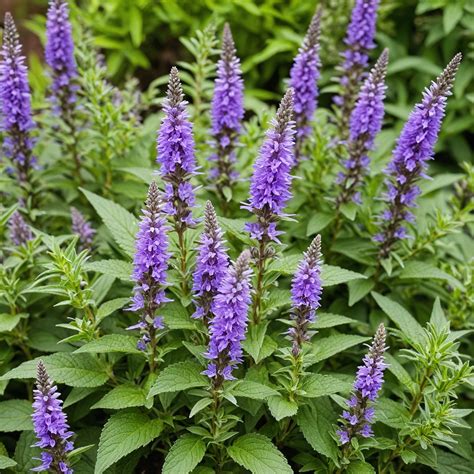 Herb Seeds All Collections Sow Me Seeds