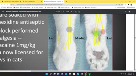 Exam 1 Lecture 3 Onychectomy Digit Amputation Etc Flashcards Quizlet