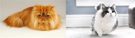 Persian Vs Munchkin Breed Comparison Mycatbreeds
