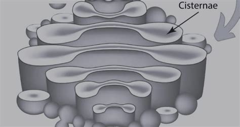 Golgi Complex Definition