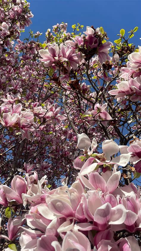 Brydee Rose This Is A Verse Or Two From A Song Ive Been Working On Lately ‘gold ️‍🔥 I