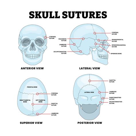 Different Types Of Skull Sutures With Anterior Posterior Lateral