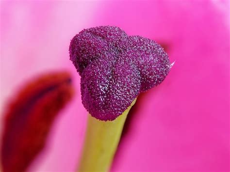 Premium Photo Stamen Of A Flower Focus Stacking Macro