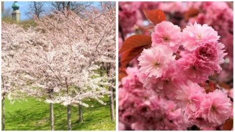 Types Of Ornamental Cherry Trees With Pictures