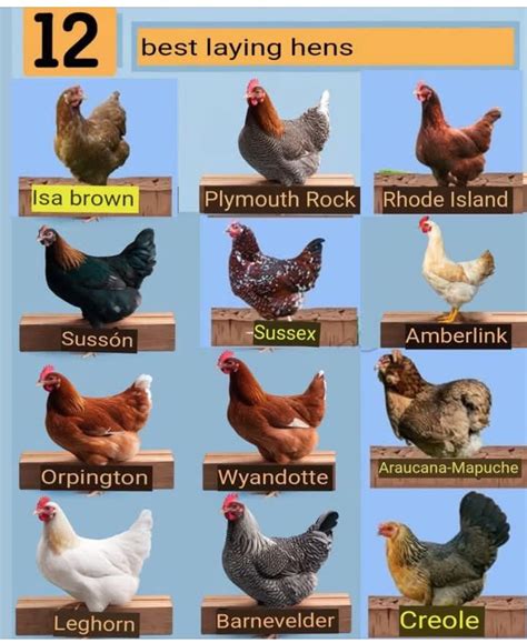 Best 13 How To Identify Chick Breeds Artofit