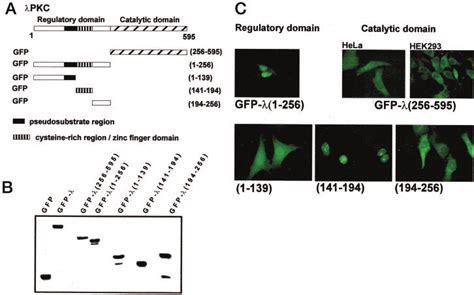 expression and subcellular localization of gfp fusion proteins