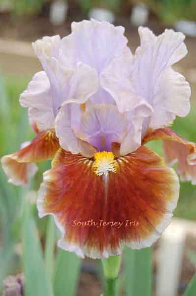 Intermediate Bearded Iris Tagged Intermediate Bearded Iris South