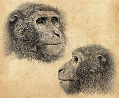 Propliopithecus Alchetron The Free Social Encyclopedia