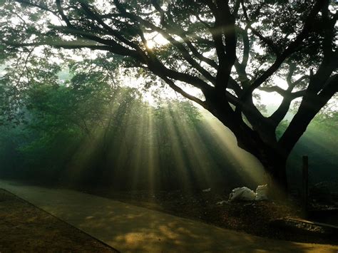 틴들 자연 햇빛 Pixabay의 무료 사진 Pixabay