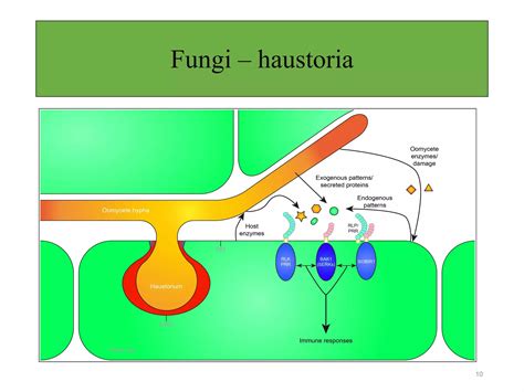 Role Of Pathogen Derived Effector Proteins In Plant Disease And