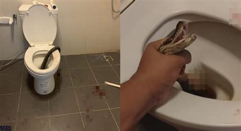 Lelaki Cedera Kemaluan Digigit Ular Ketika Menggunakan Tandas The Reporter