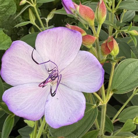 Tibouchina Organensis Blue Moon À Lombre Des Figuiers