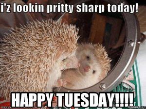 120 Funny Tuesday Memes To Make Your Loved Ones Laugh