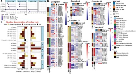 Mitochondrial Oxphos Complex Gene Expression In Nasopharyngeal Samples