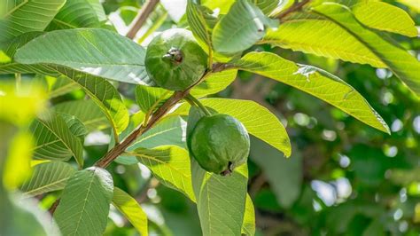 Árbol De Guayabas Esta Es La Mejor Temporada Para Podarlo Y Que Rinda