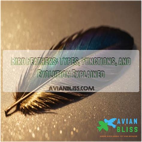 Bird Feathers Types Functions And Evolution Explained