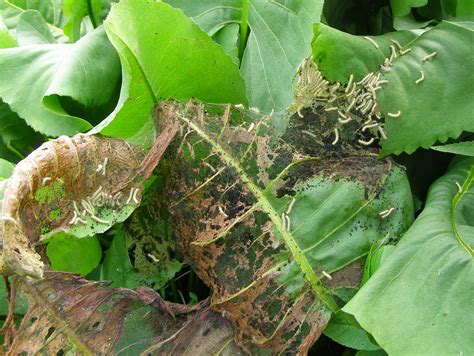 Blue Jay Barrens Fall Webworms