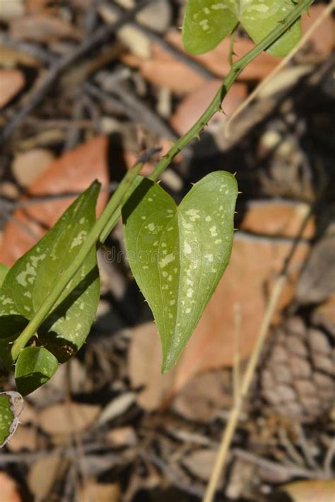 Common Smilax Stock Photo Image Of Latin Outdoors