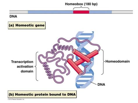 Dna Binding Protein Motif
