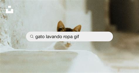 Gato Lavando Ropa  Pictures Download Free Images On Unsplash