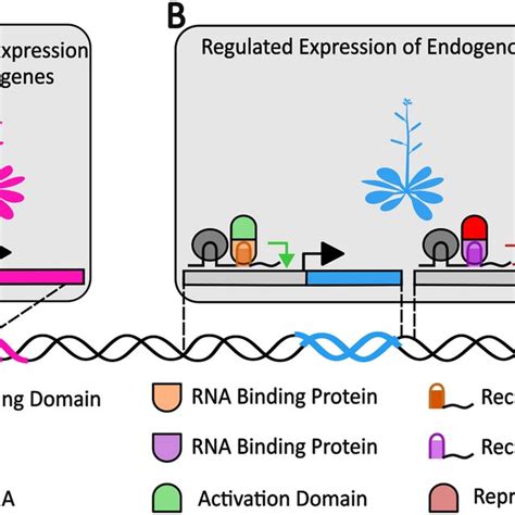Comparison Of The Control System Design For Engineering Transgenic And