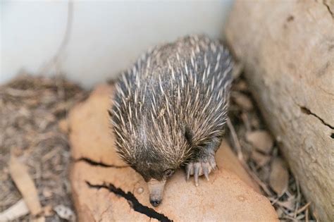 Our Team Has Attended A Nocturnal Tour At Alice Springs Desert Park And