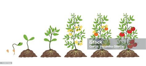 Ilustración De Crecimiento De Plantas De Tomate Ciclo De Vida Etapas De