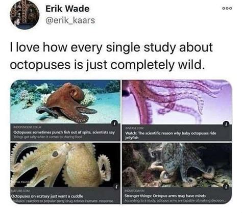 The 30 Funniest Octopus Memes Ranked
