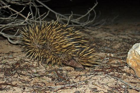 Tachyglossidaetachyglossus Aculeatus Short Nosed Echidna Flickr
