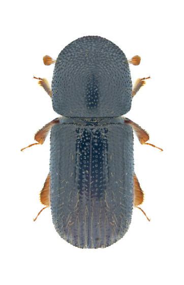 Coleoptera Bugguidenet