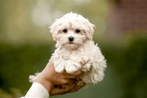 Maltipoo White