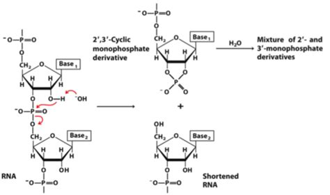 Lecture DNA RNA Flashcards Quizlet