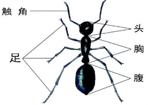 小蚂蚁，大智慧——大班组stem探索活动 成都七中八一学校