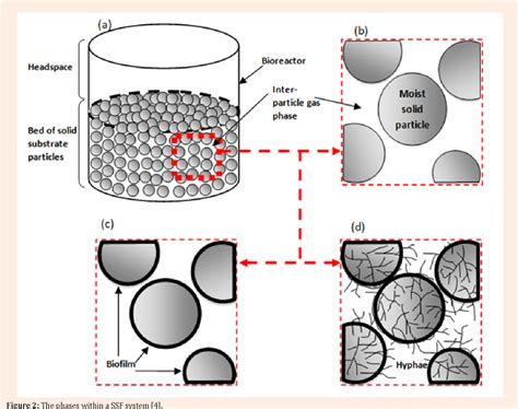 Figure 1 From Design Aspects Of Solid State Fermentation As Applied To Microbial Bioprocessing