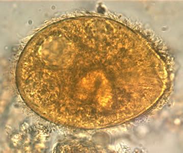 Balantidium Coli Life Cycle
