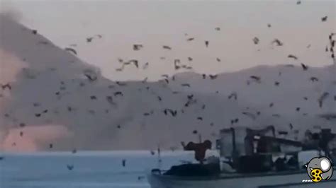 ویدئو چرا ملوانان ناوهواپیمابر حق ندارند به ماهی های اقیانوس غذا بدهند