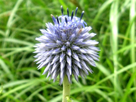 Echinops Setifer Echinops Setifer Flower Database