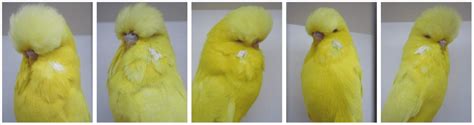 Lutino Budgies Yellow Budgies Lutino Budgie Budgerigar