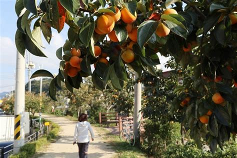 영동군 감나무 가로수길 인기 일요신문