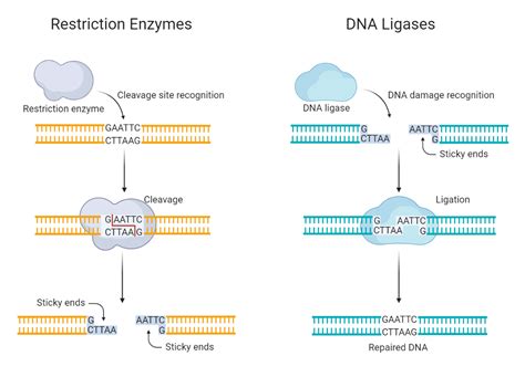 Restriction Enzymes Vs DNA Ligases BioRender Science Templates