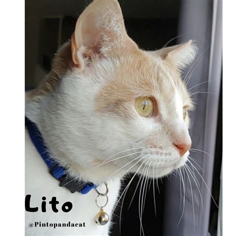 Gato Lito Funny Cat Meme Beauty