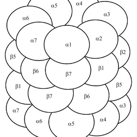 Functional Groups Of Exosomal Proteins Download Scientific Diagram