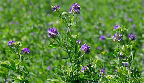 When To Plant Alfalfa Alfalfa Planting And Growing Tips
