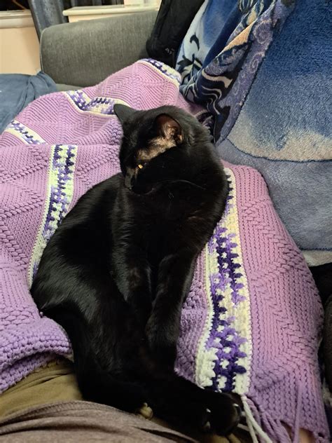 Comfy Kitty Rblackcats