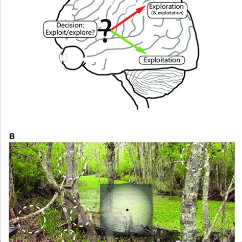 The Dorsal And Ventral Streams Of The Visual Pathway Beyond Area V1