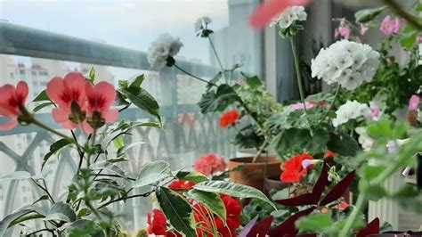 5월 베란다정원 흰색 꽃 제라늄매버릭 화이트 로즈제라늄구문초 삽목 Youtube