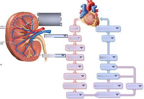 Ch 25 Renal Circulation Diagram Quizlet