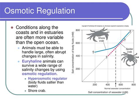 Ppt Homeostasis Powerpoint Presentation Free Download Id1196018